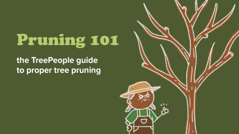 Pruning 101: the TreePeople guide to proper tree pruning - TreePeople