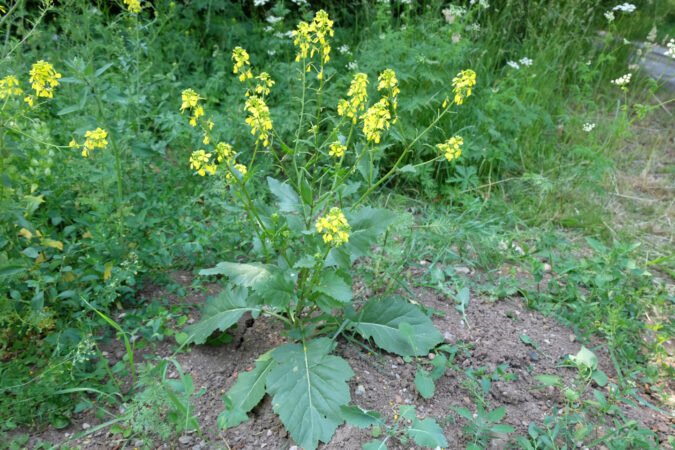 If you can't beat it, eat it! Five ways to use invasive black mustard ...