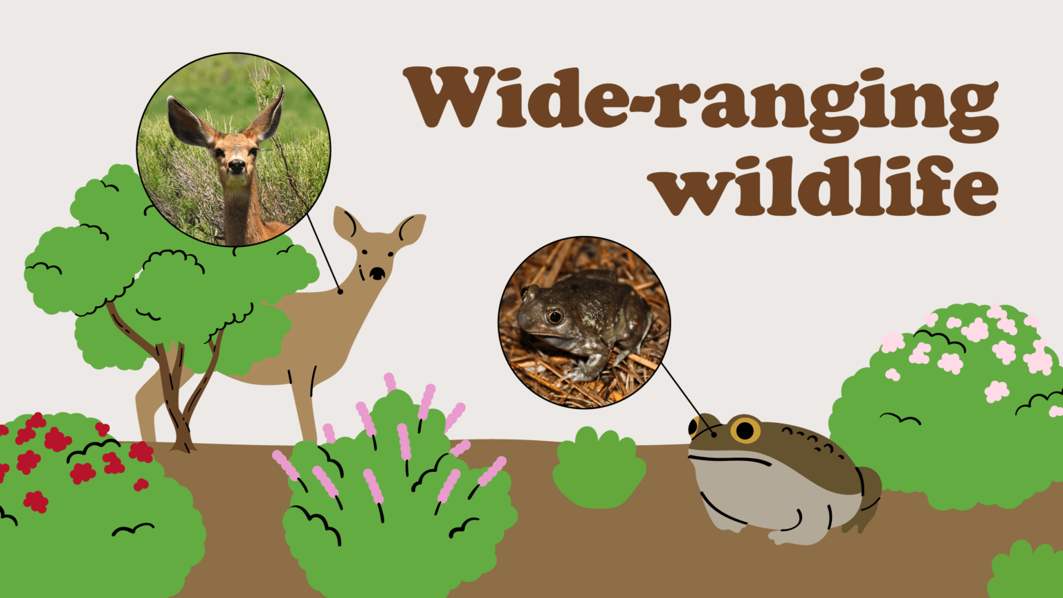 Anatomy of a Chaparral Ecosystem - TreePeople