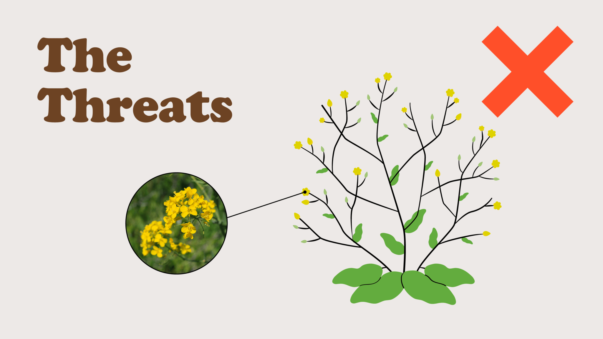 Anatomy of a Chaparral Ecosystem - TreePeople