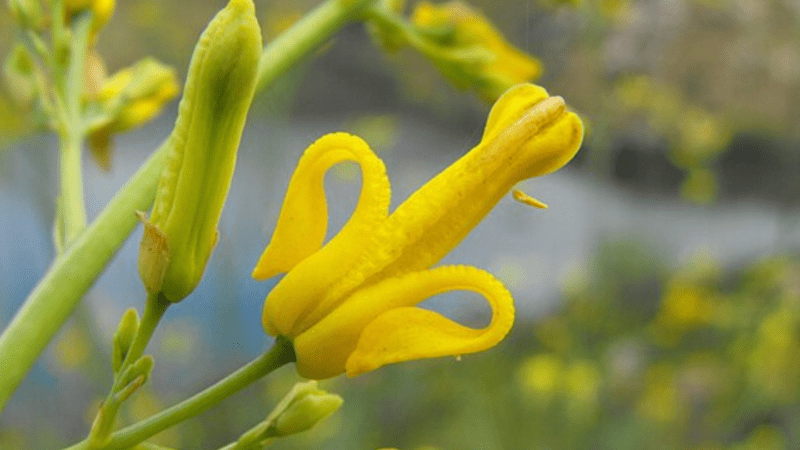 Sprouting from the ashes: SoCal’s native fire followers - TreePeople