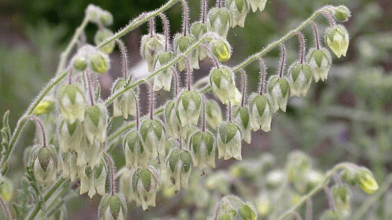 Sprouting from the ashes: SoCal’s native fire followers - TreePeople