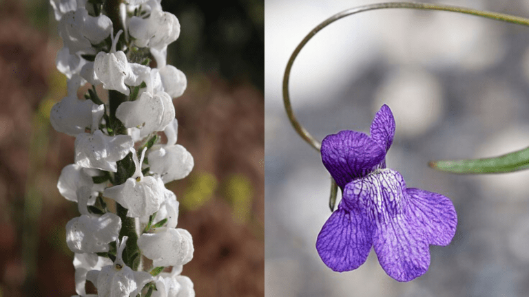 Sprouting from the ashes: SoCal’s native fire followers - TreePeople