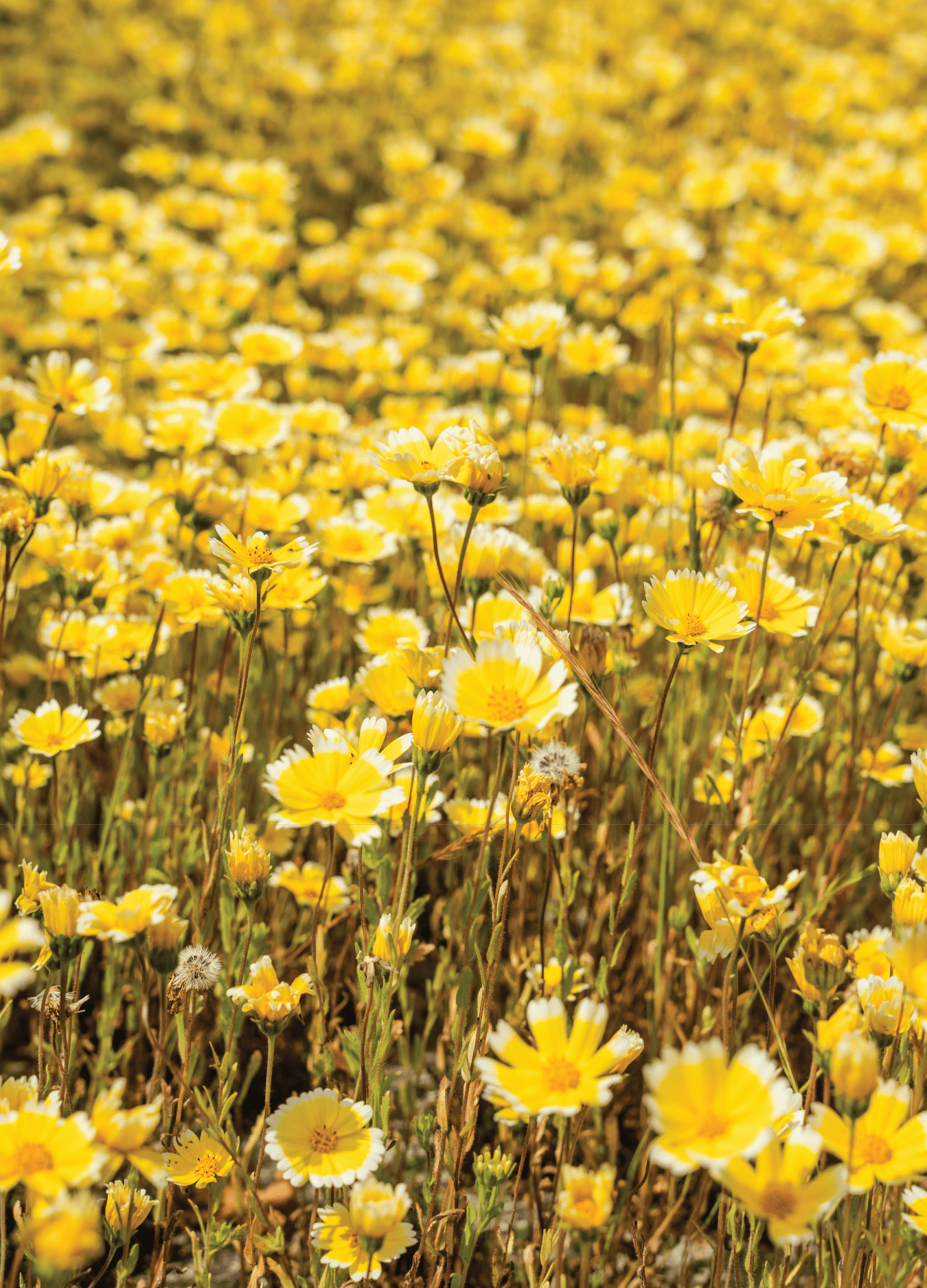 Mailed Tree Dedications - TreePeople