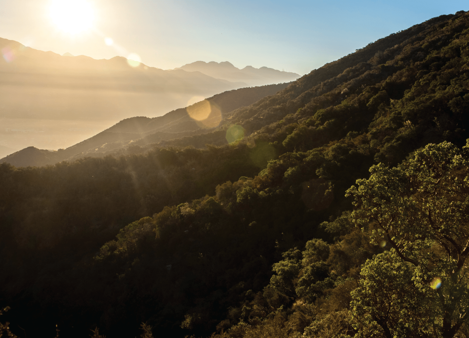 Digital Tree Dedications - TreePeople