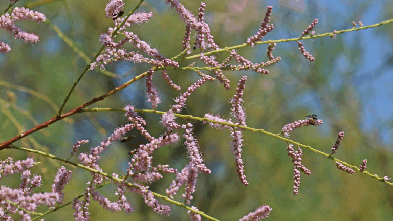 Ten invasive plants to watch out for in Southern California - TreePeople