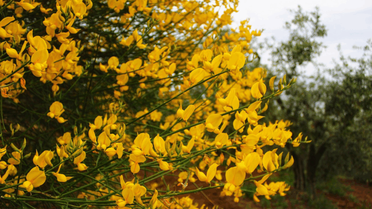 Ten invasive plants to watch out for in Southern California - TreePeople