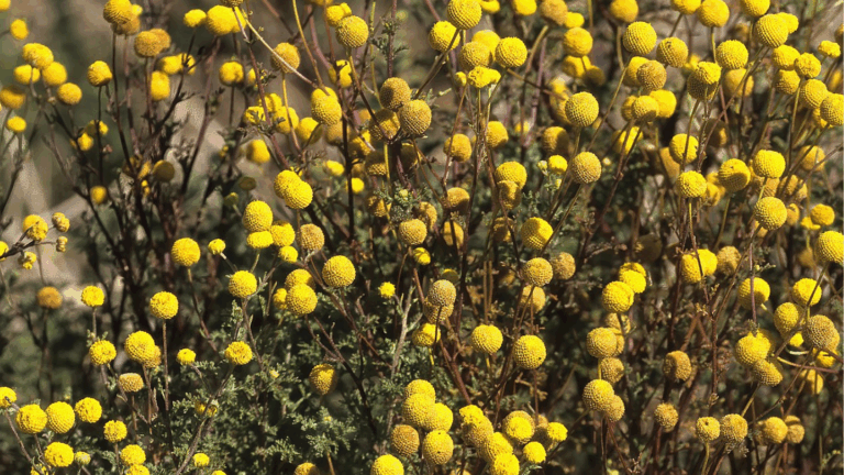 Ten invasive plants to watch out for in Southern California - TreePeople