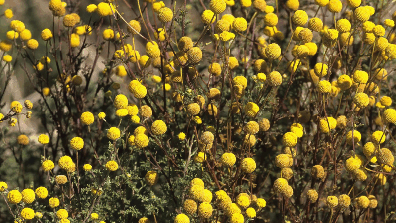 Ten invasive plants to watch out for in Southern California - TreePeople