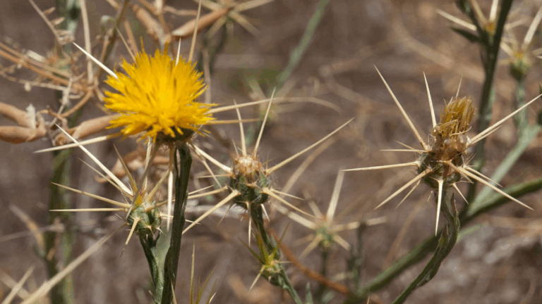 Ten invasive plants to watch out for in Southern California - TreePeople