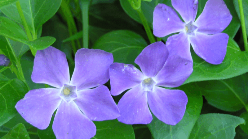 Ten invasive plants to watch out for in Southern California - TreePeople
