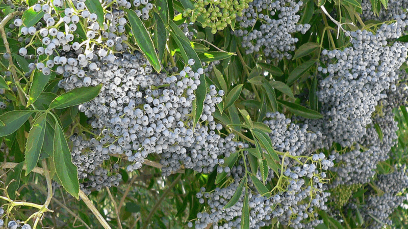 Get to Know LA’s Protected Trees and Shrubs - TreePeople